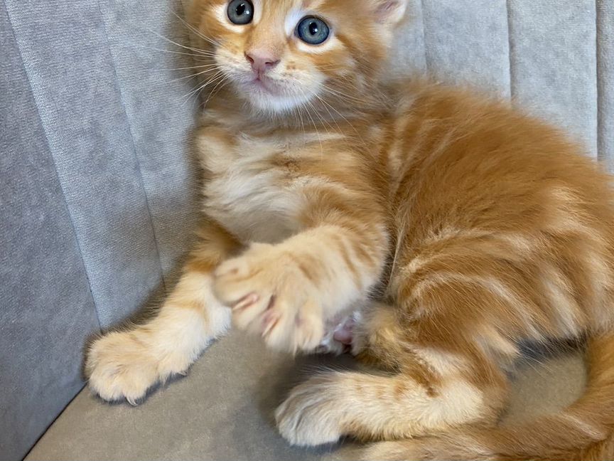 Котята мейн-кун