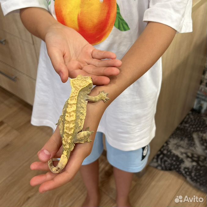 Гекон бананоед