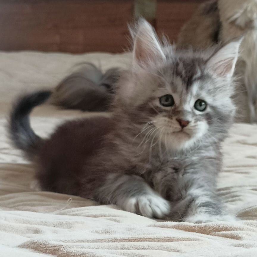 Котята мейн-кун