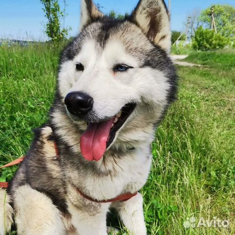 Сибирский хаски в хорошие руки