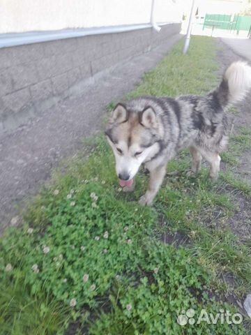 Маламут, под усыпление, осталось 3 дня
