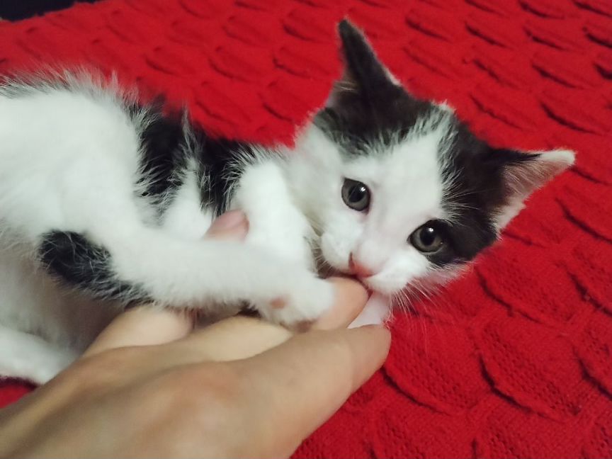 Отдам котёночка в добрые руки