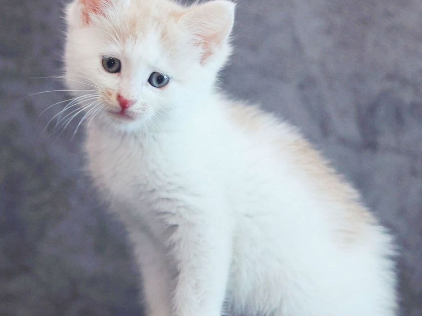 Шикарный котенок ищет дом