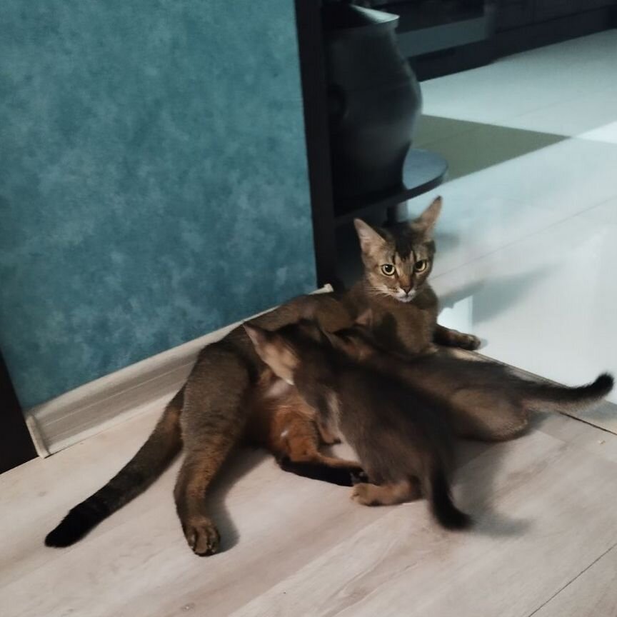Абесинские котята дикий окрас