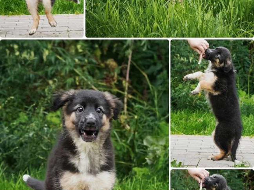 3 малышаМетисы, в добрые руки