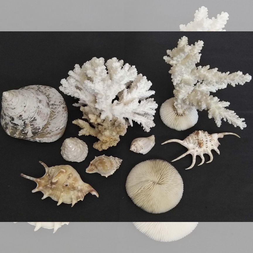 Ракушки, коралл