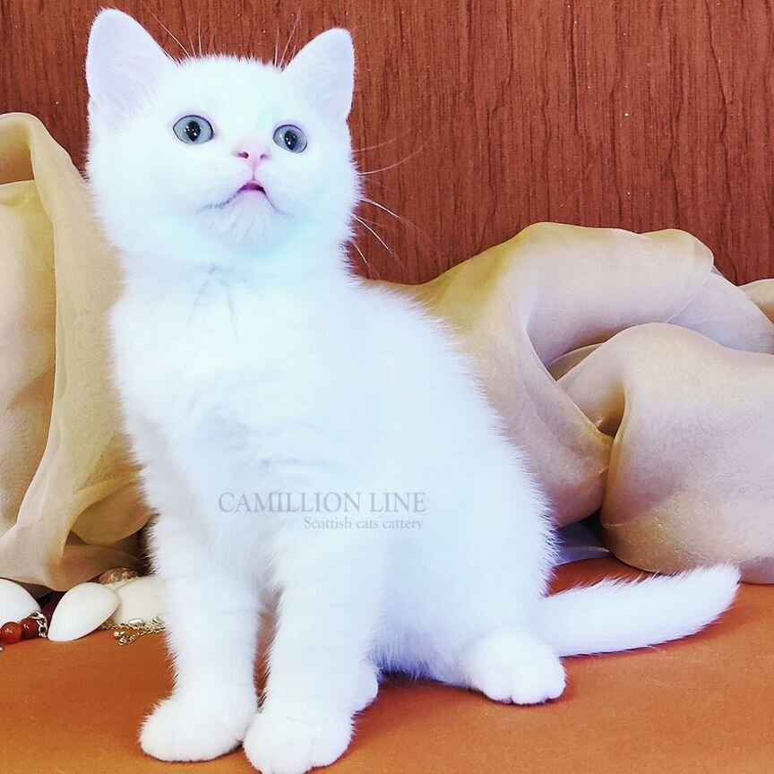 Шотландский котенок-мальчик, оранжевые глаза