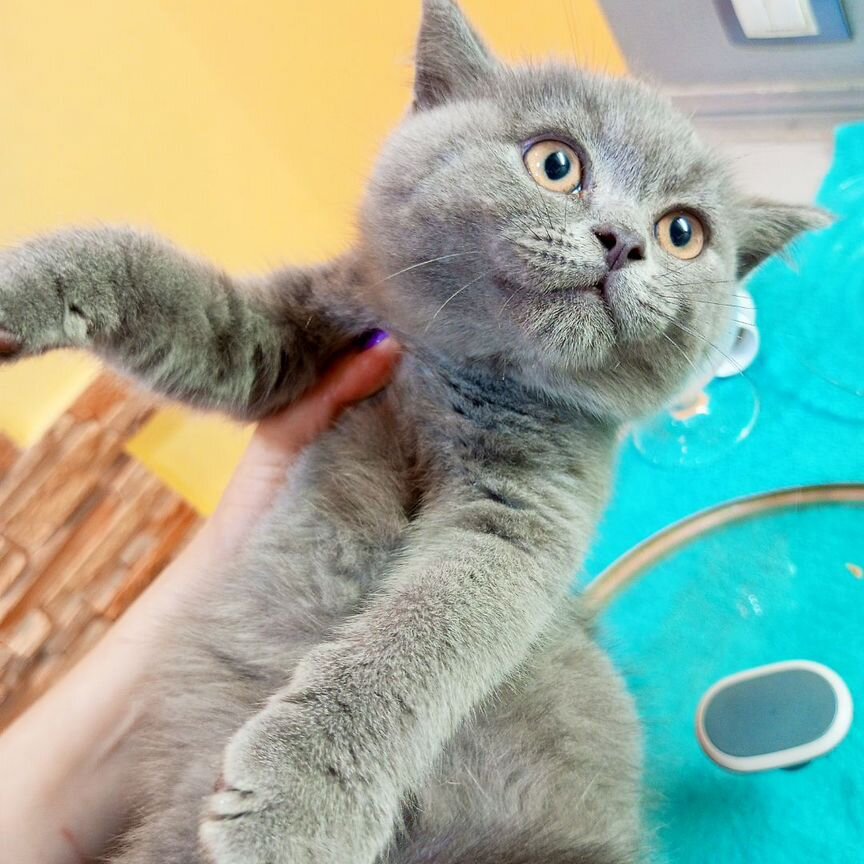 Плюшевый Британский котенок