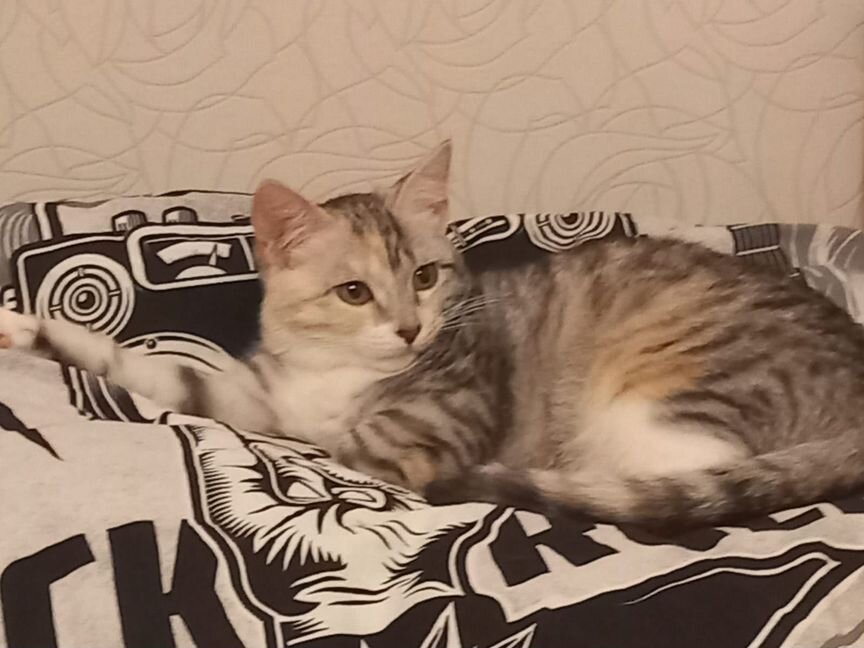 Отдам котенка в добрые руки