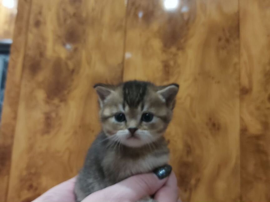 Шотландская