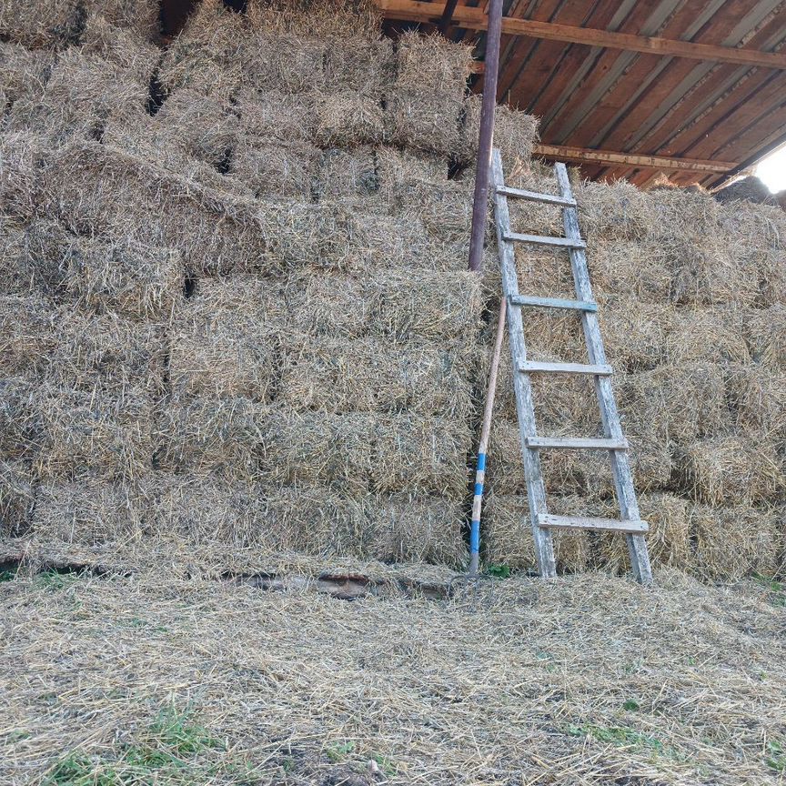 Сено солома