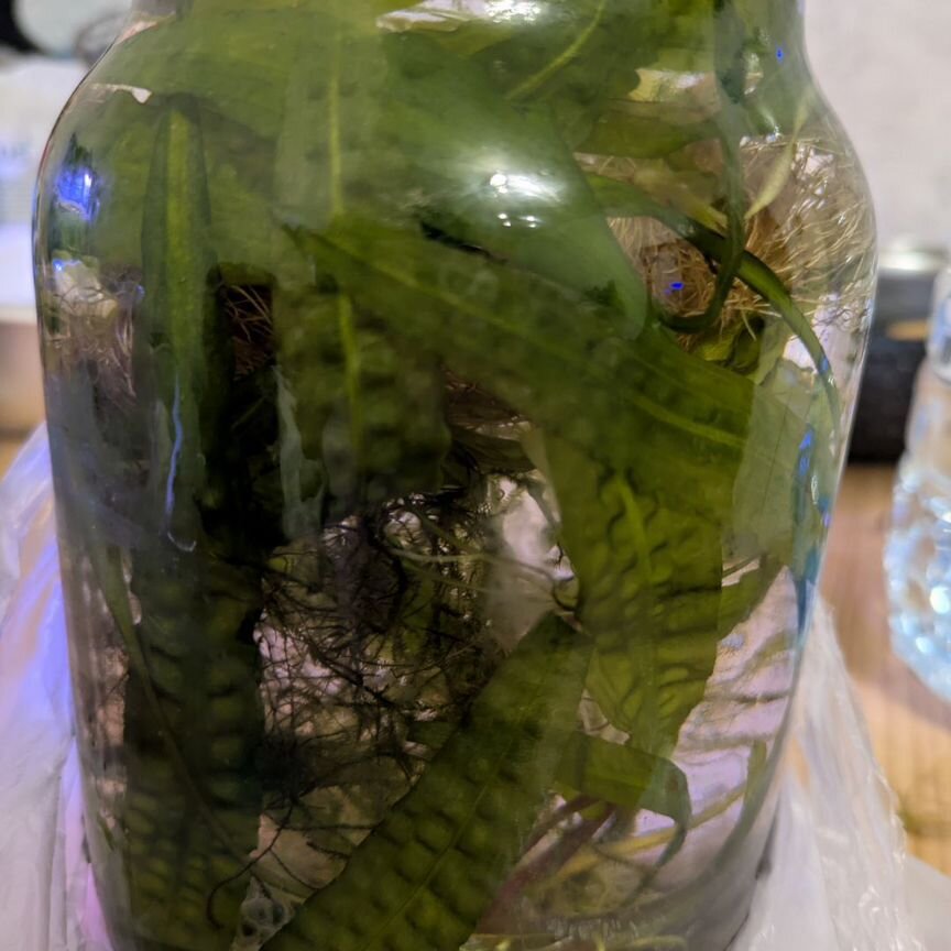 Водоросли для аквариума