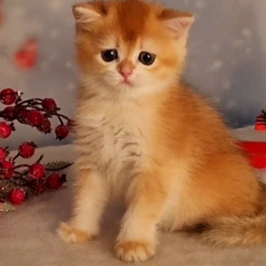 Девочка золотая шиншилка с родословной