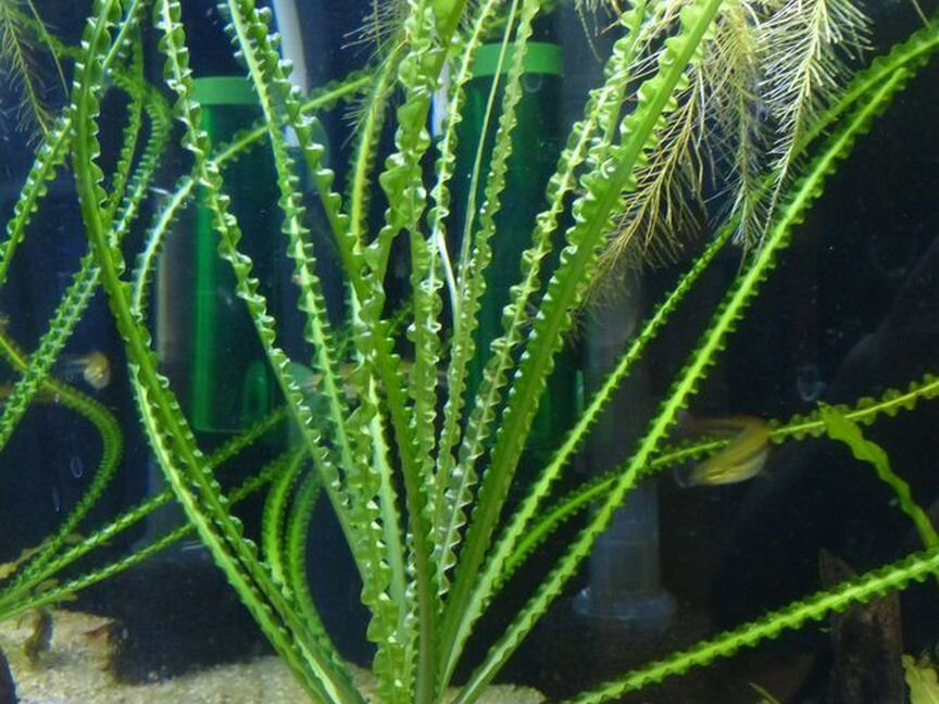 Кринум волнистый