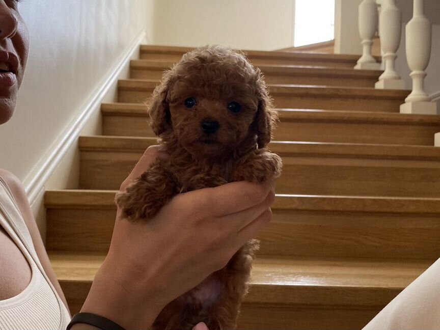 Той-пудель тедди