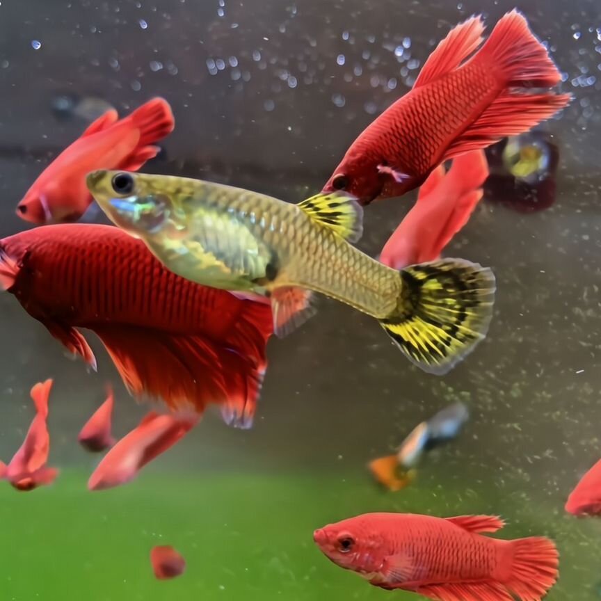 Аквариумные рыбки гуппи