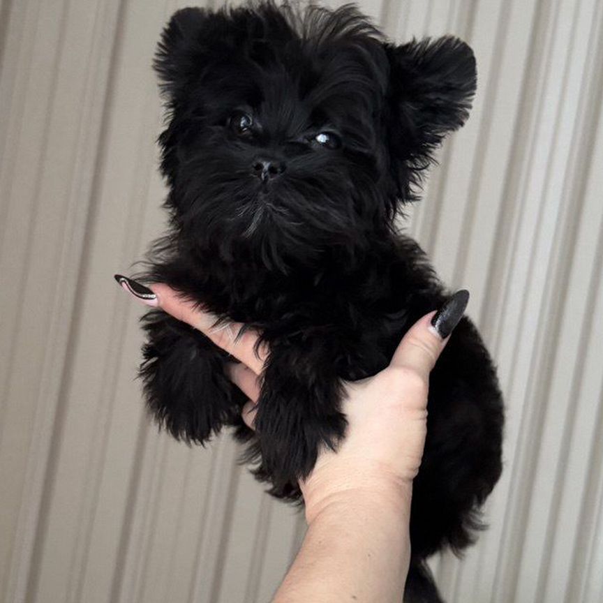 Йоркширский терьер, щенок