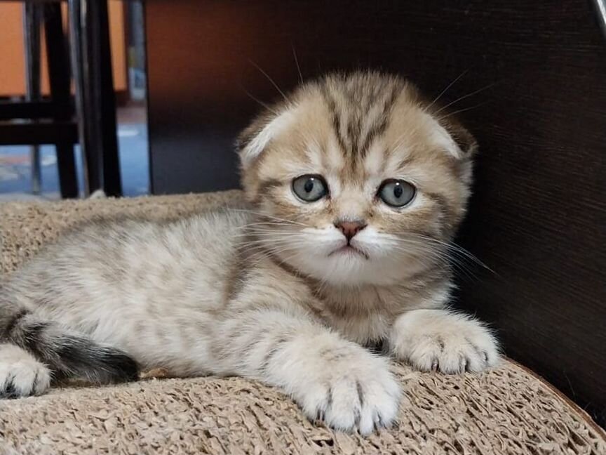 Шотландский котик