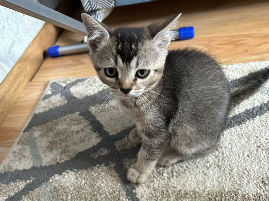 Шотландские котенок с лотком