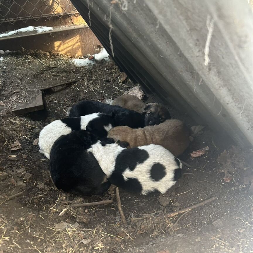 Милые щеночки