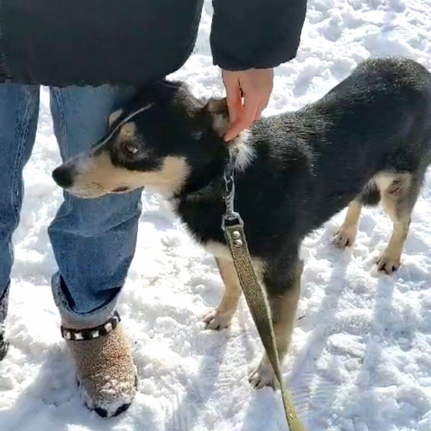 Собачка в поисках дома