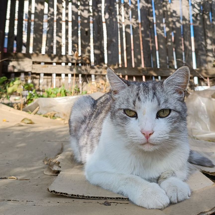 Котик ищет друга