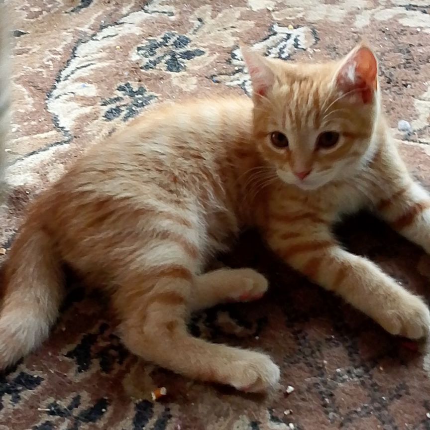 Рыжий котик в добрые руки