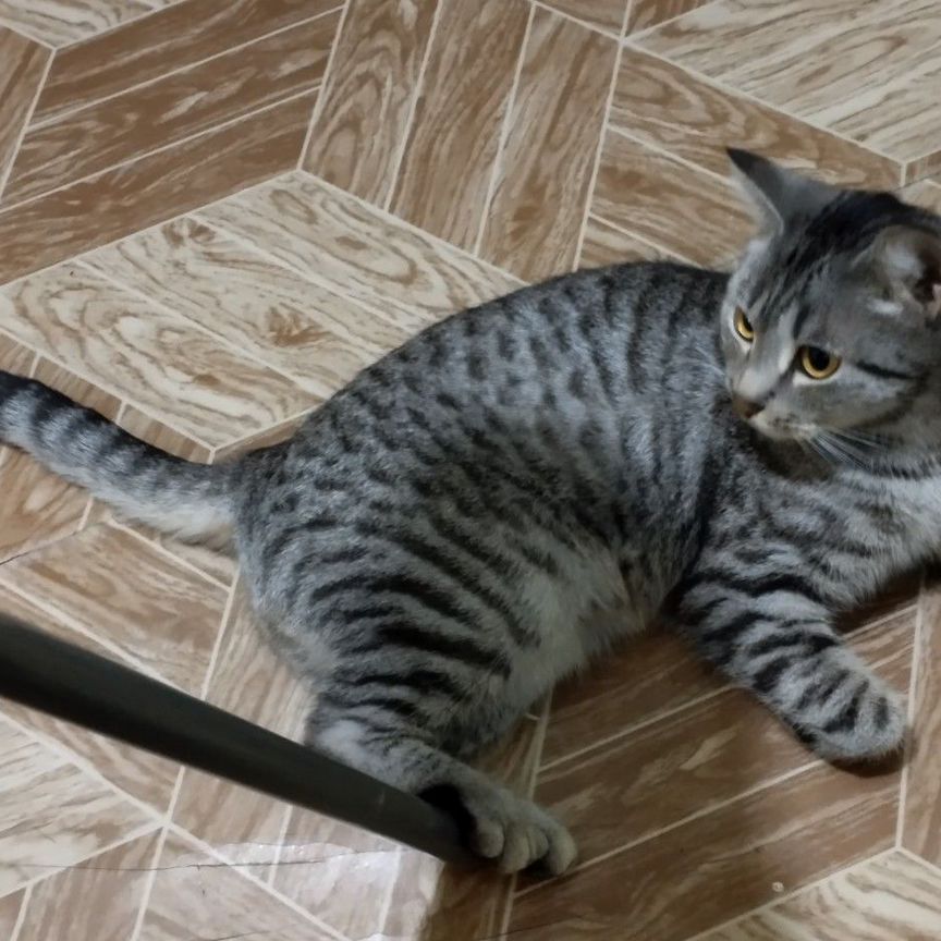 Отдам бесплатно в добрые руки, заботливые, в дом