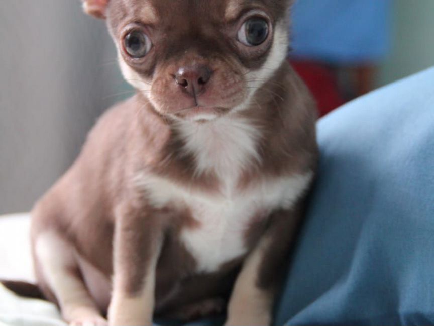 Чишка малышка