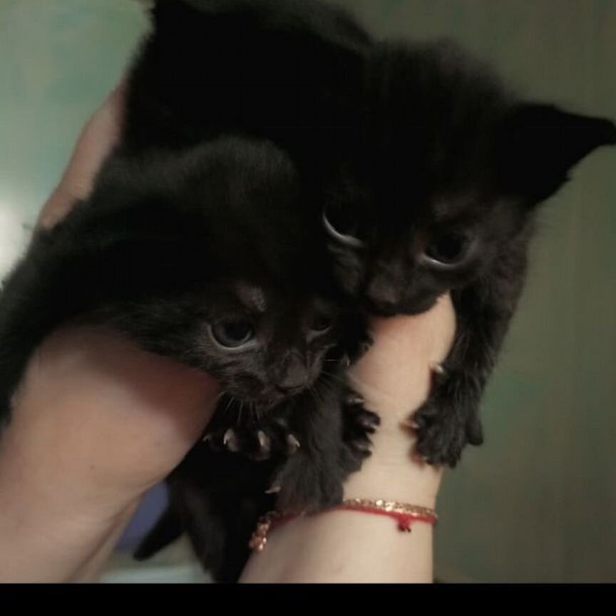 Котята в добрые руки