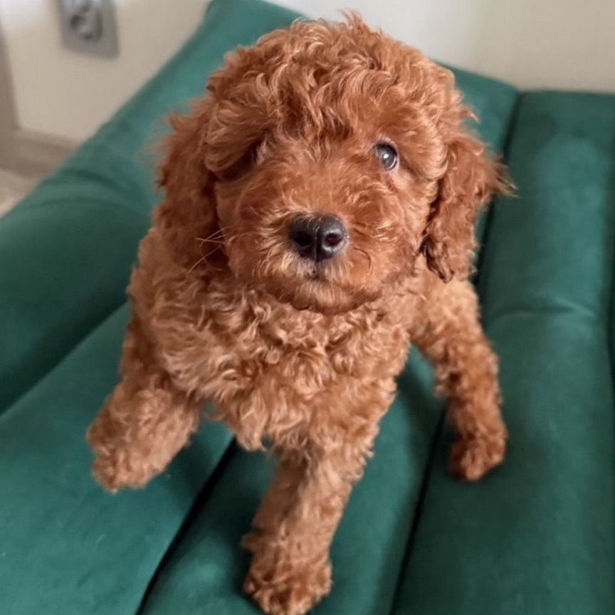 Той-пудель, щенок