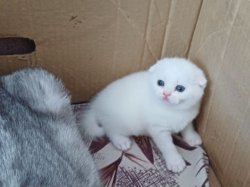 Шотландские котята