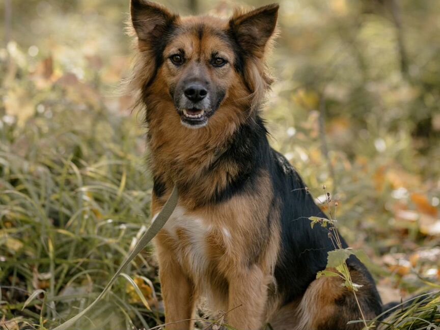 Осень ищет дом