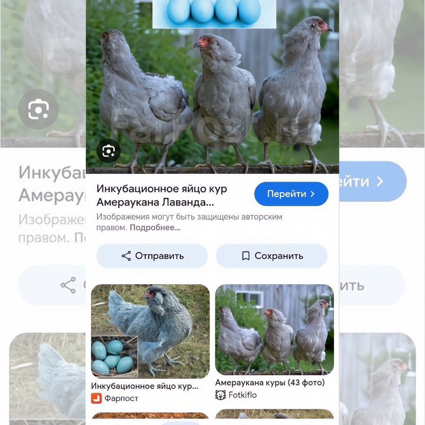 Цыплята амеракуанна