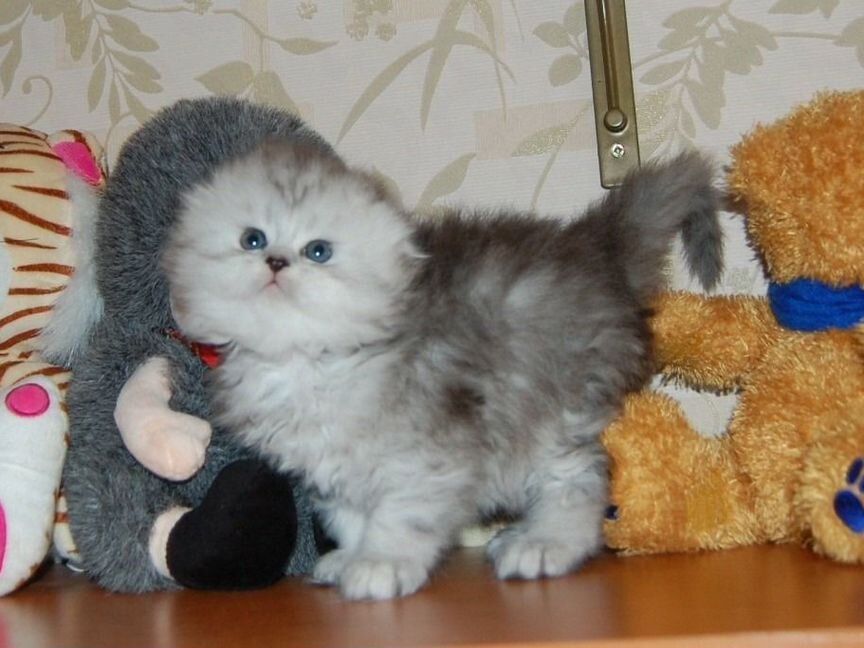 Вислоухий котик