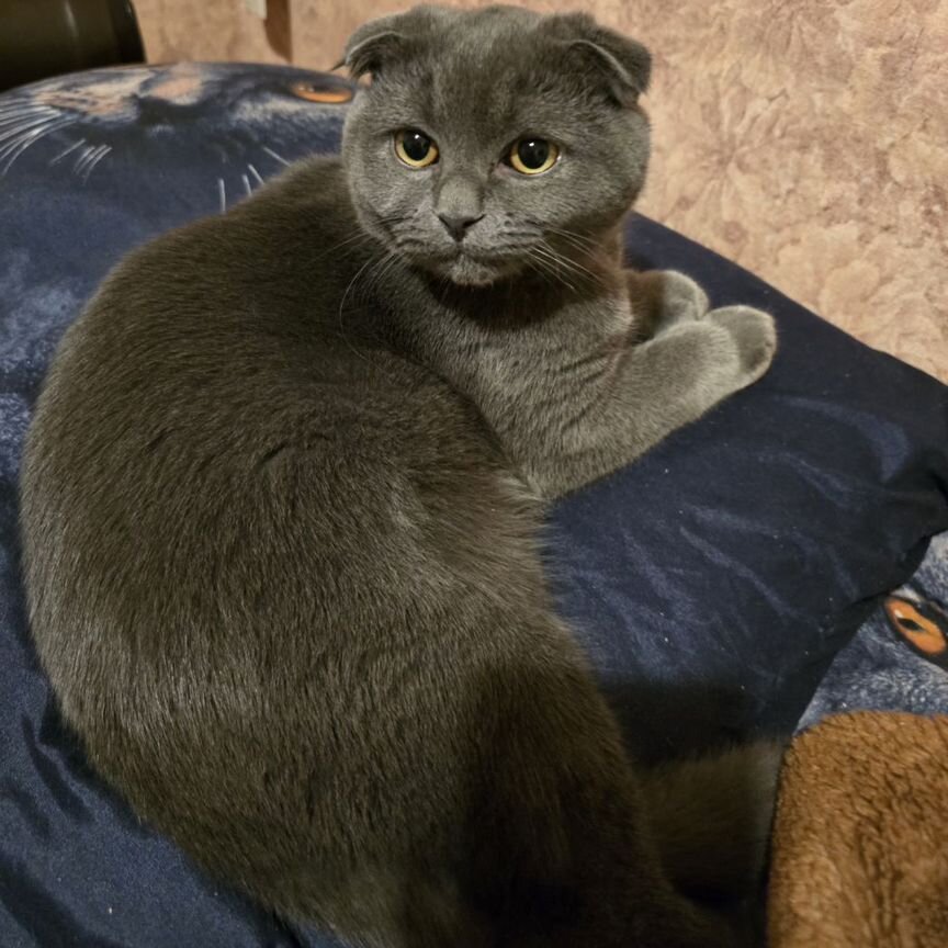 Шотландский вислоухий короткошёрстный котёнок