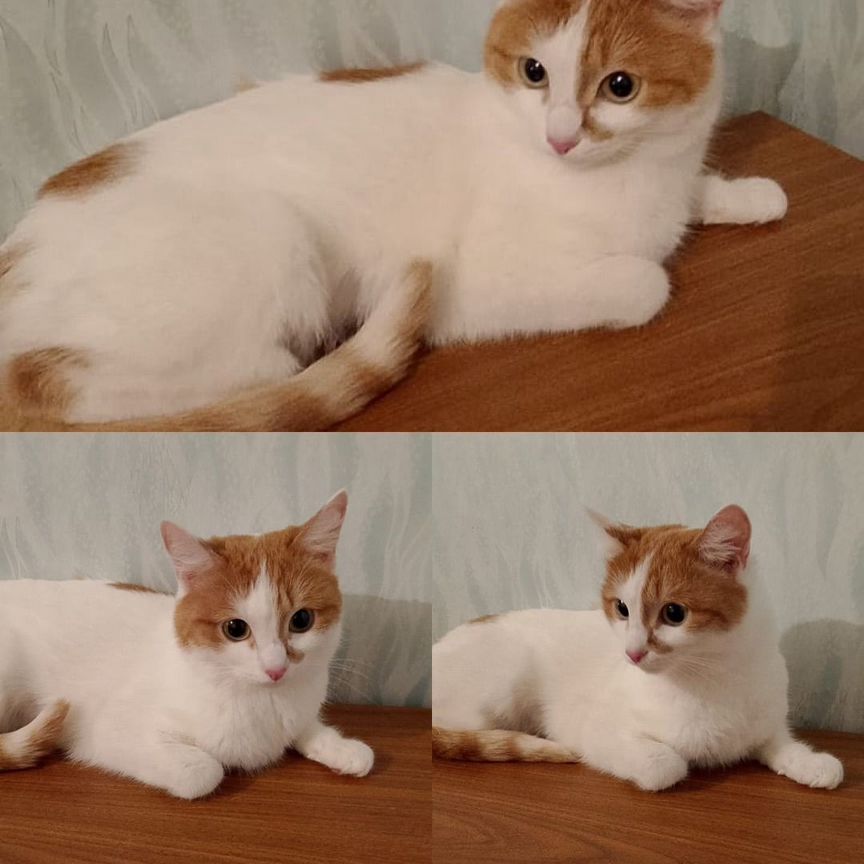 Кошка в дом либо в деревню