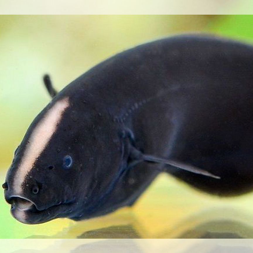 Аквариумная рыбка