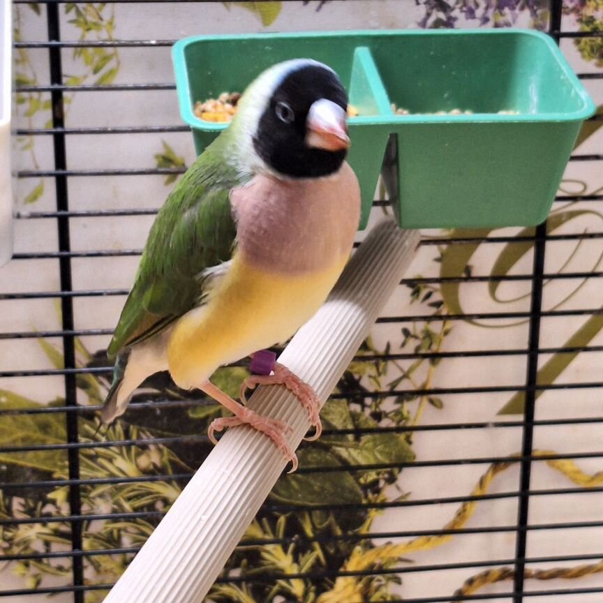 Амадина гульда самка