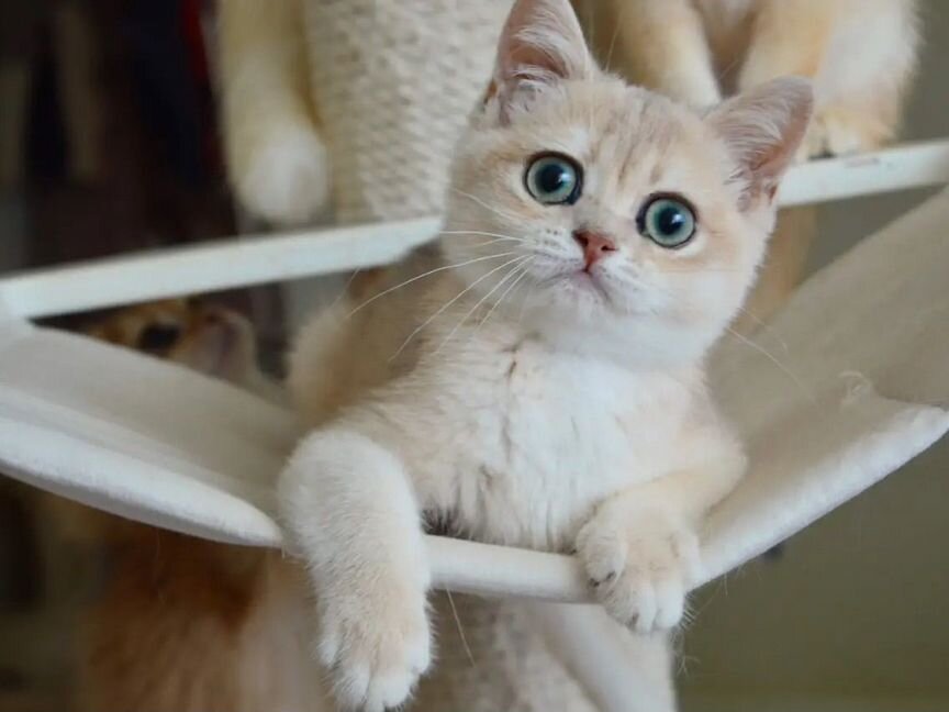 Котик ay12