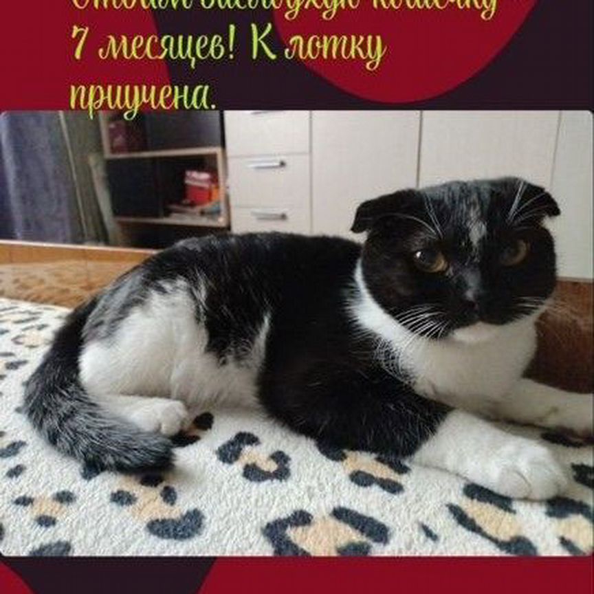 Отдам кошечку 7 месяцев