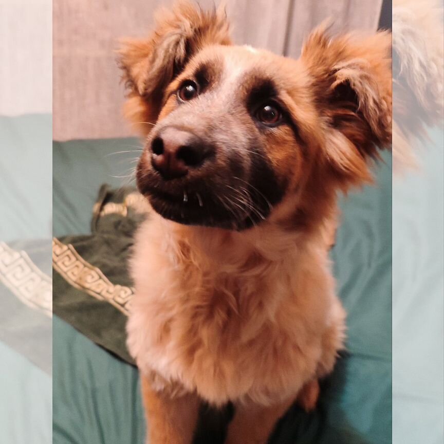 Щенок в добрые руки