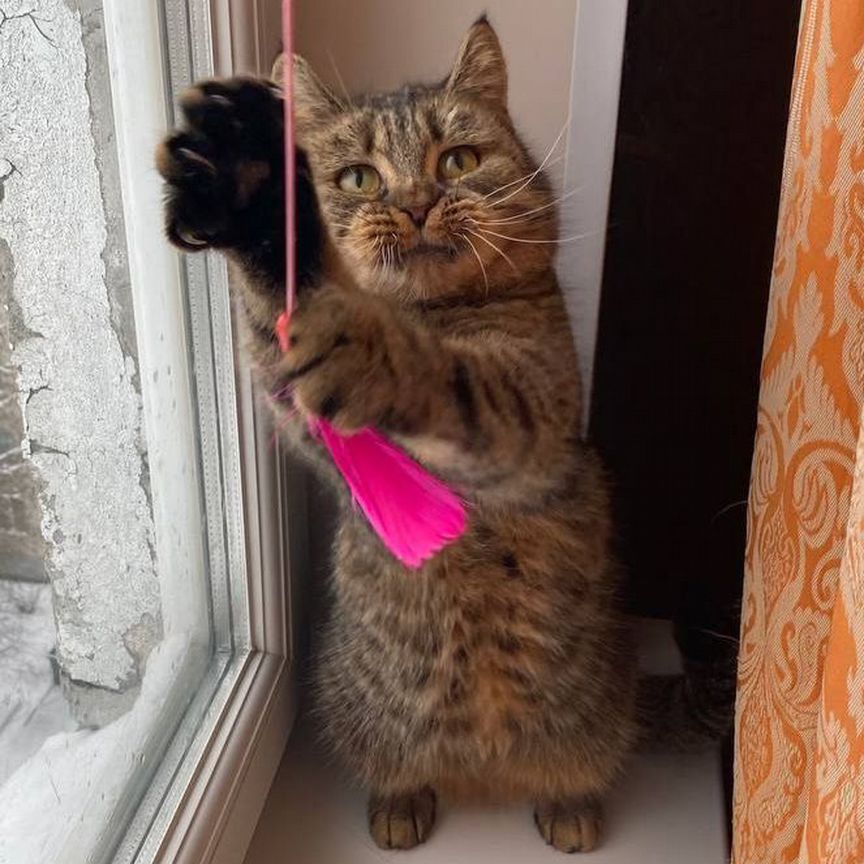 Взрослая, кошка в добрые руки