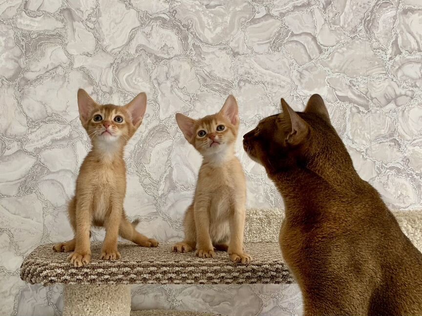 Абисинские котята сорель, девочка