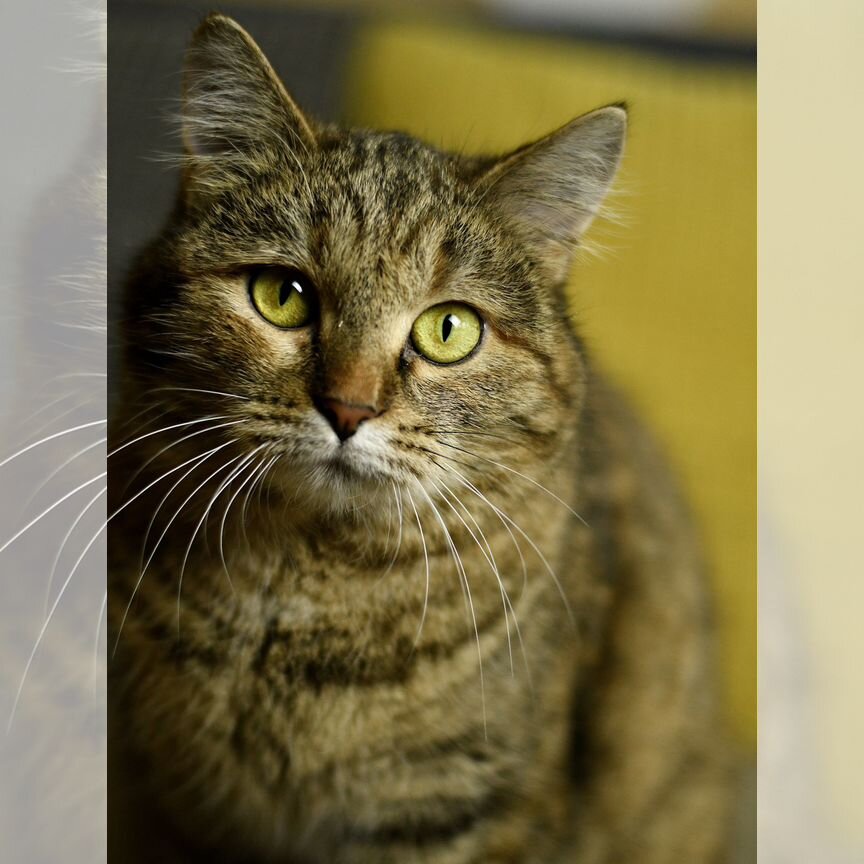 Взрослая кошка в добрые руки