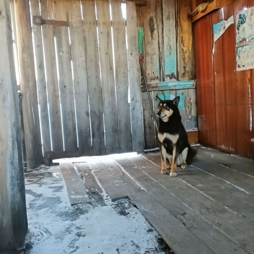 Восточносибирская лайка, взрослый пёс