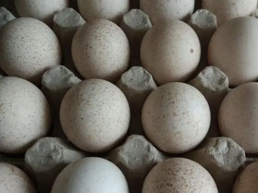 Инкубационное яйцо индейки