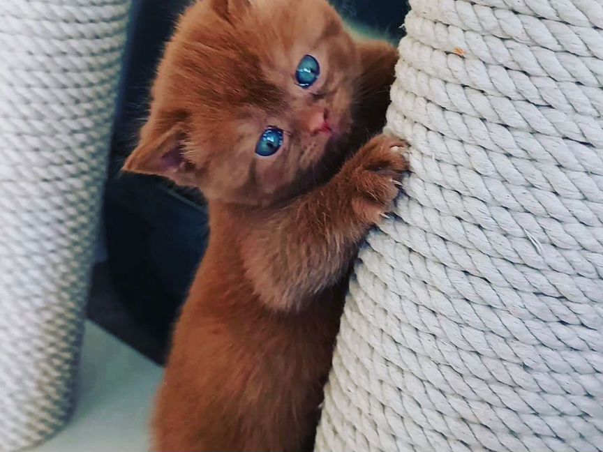 Когтеточка домик для кошки