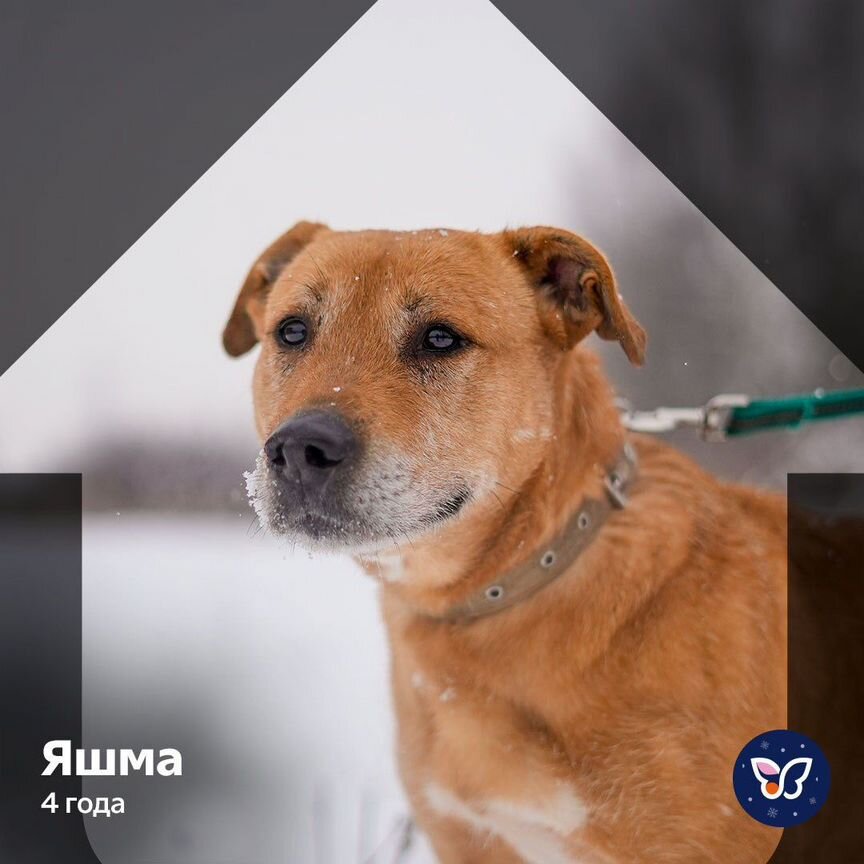 Собака в добрые руки