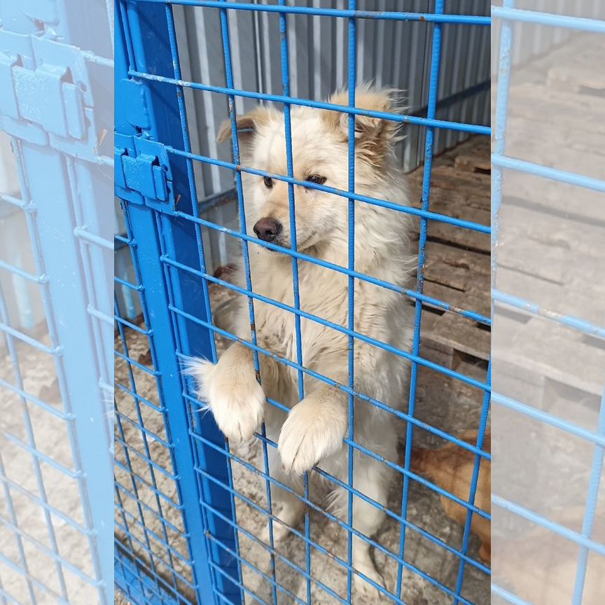 Взрослая собака в добрые руки